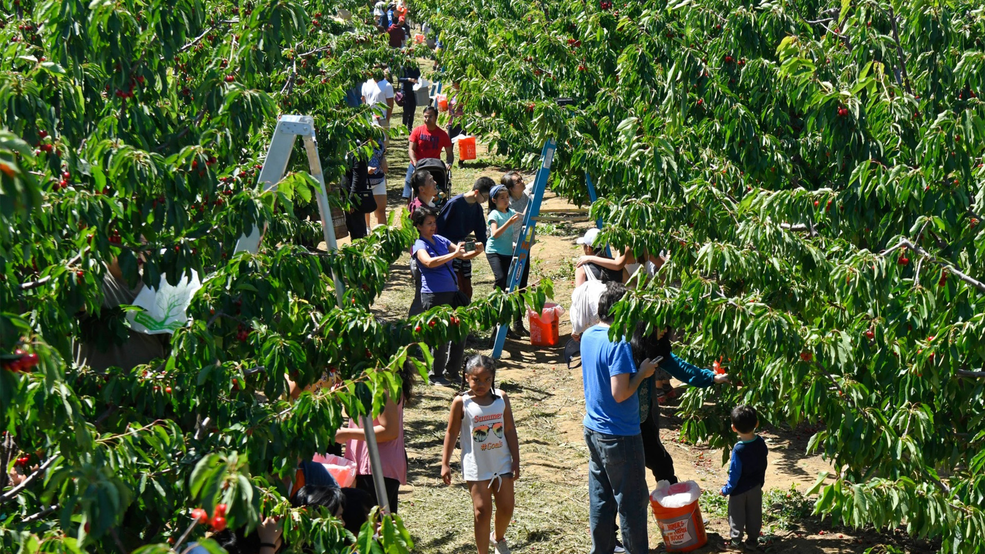 East Bay Times: Cherry picking season in Brentwood: Small crop, but big ...